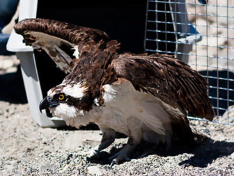 Migration: Why did the Osprey leave Mono Lake?