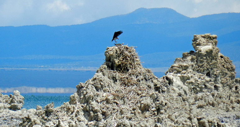 The terrific tufa of Mono Lake