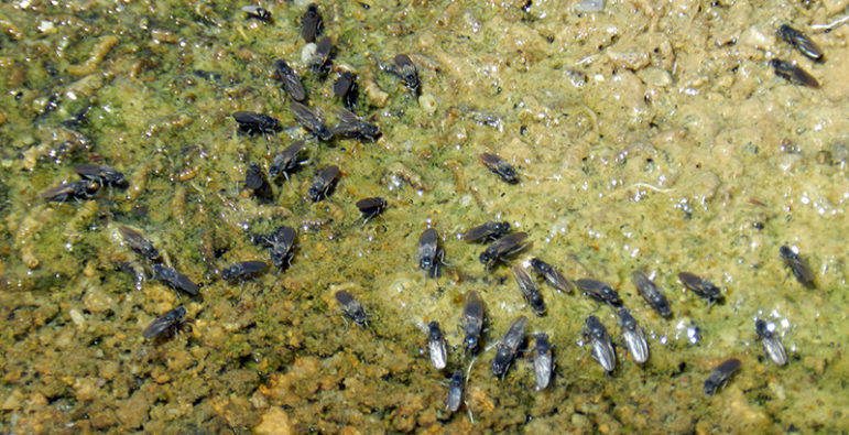Mono Lake's alkali flies--the friendly flies