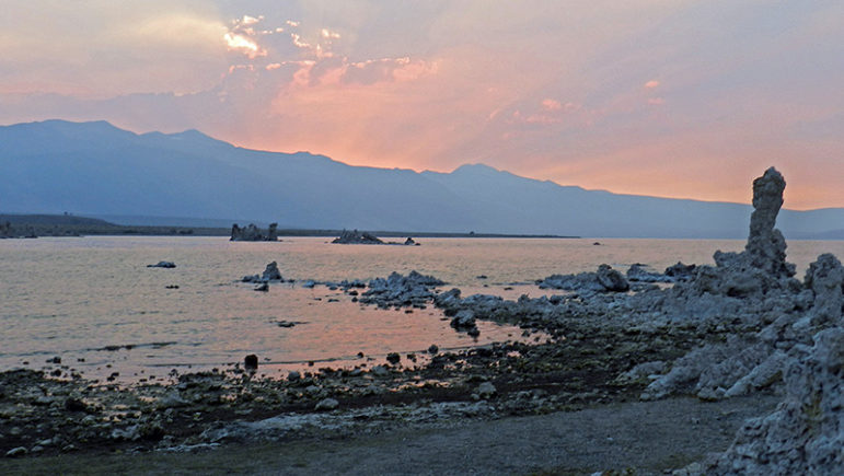 Mono Lake's alkali flies--the friendly flies