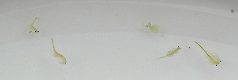 Mono Lake's alkali flies--the friendly flies