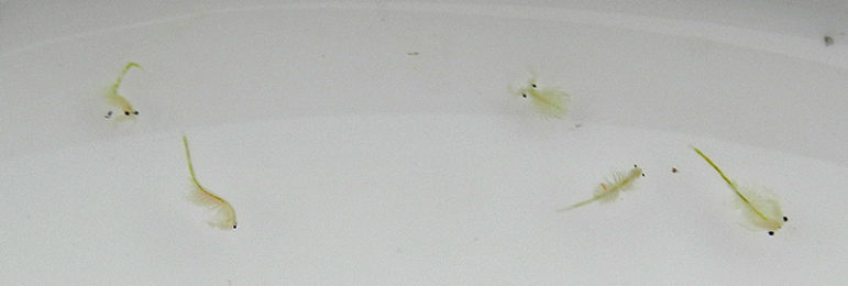 Mono Lake's alkali flies--the friendly flies