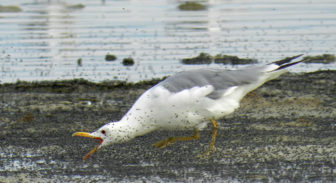Mono Lake's alkali flies--the friendly flies