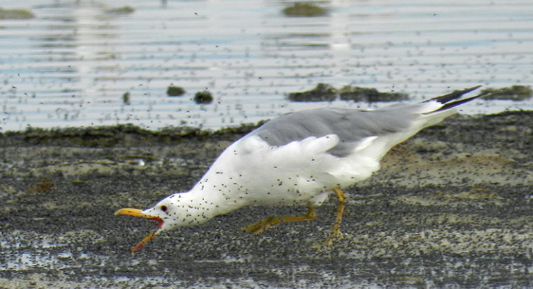 Mono Lake's alkali flies--the friendly flies
