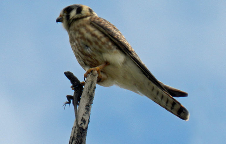 The Mono Basin's top ten June birds