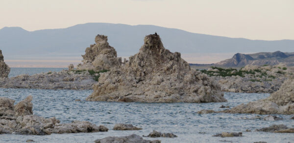 Following Osprey at Mono Lake