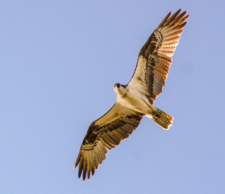 Following Osprey at Mono Lake