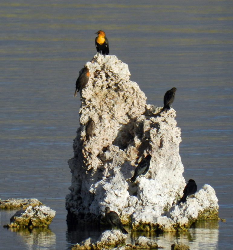 The Mono Basin's top ten August birds