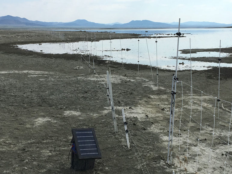 Scaling back the fence thanks to a rising Mono Lake