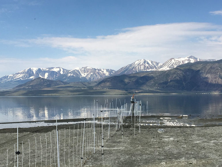 Scaling back the fence thanks to a rising Mono Lake