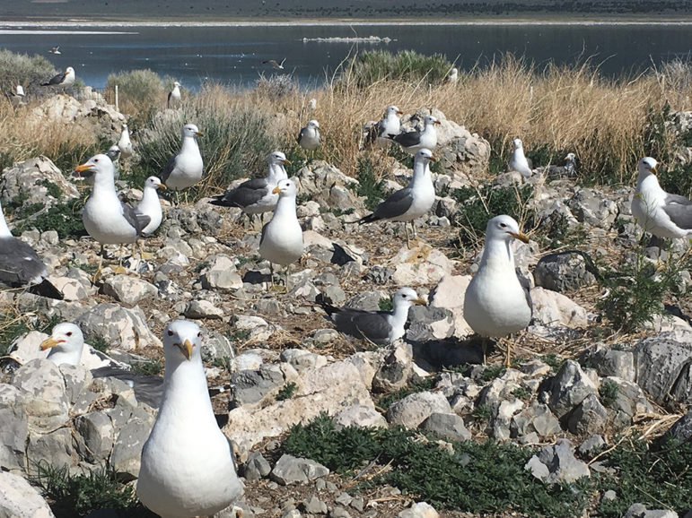 35th year for California Gull study: Research documents changes in gull ...
