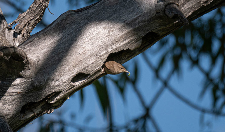Join us on a bird walk in Lundy Canyon
