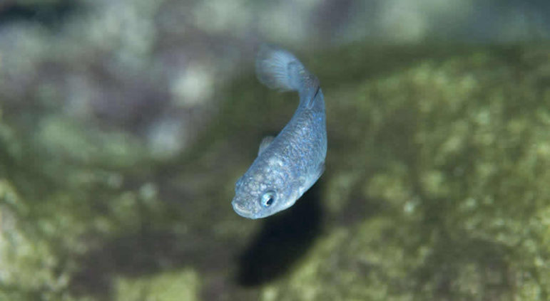 Refreshing 'Ologists: History, water, and the surprising persistence of ...