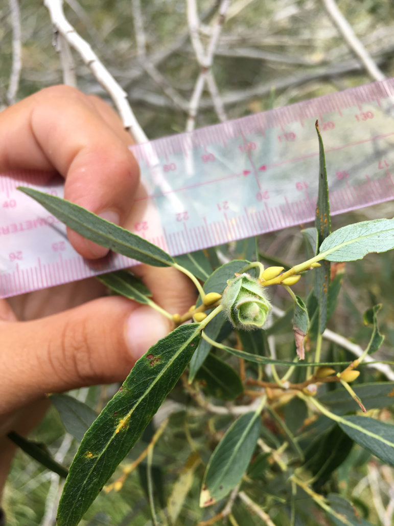 Monitoring willow growth along Rush Creek