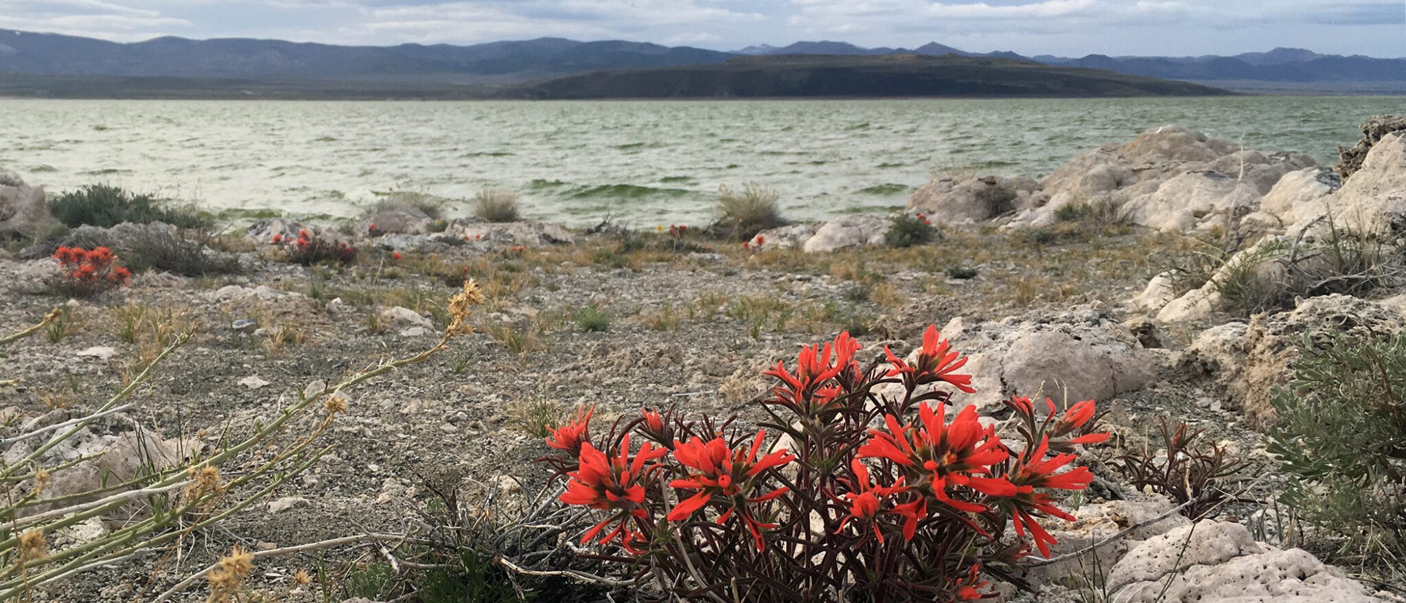 Mono Lake Committee | Keep Saving Mono Lake