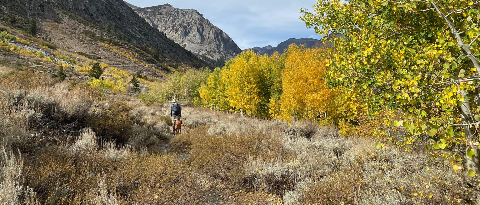 Fall foliage at Mono Lake