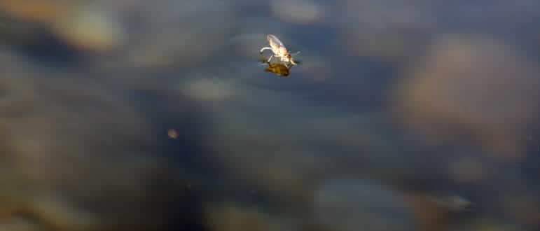 A deep look at Mono Lake's alkali flies