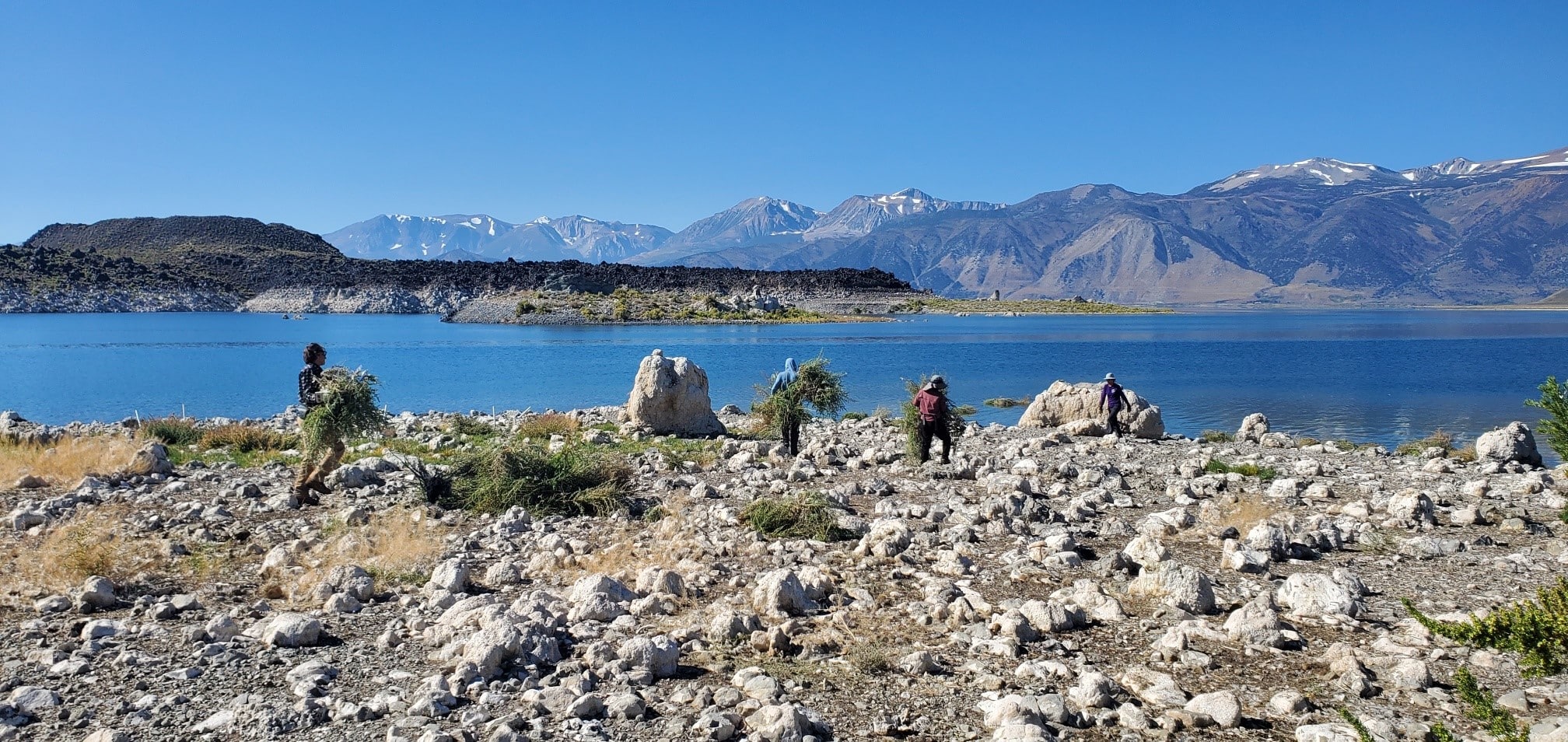 Happy Save Mono Lake Day, 29th anniversary edition