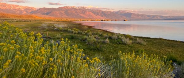 Mono Lake Committee | Keep Saving Mono Lake