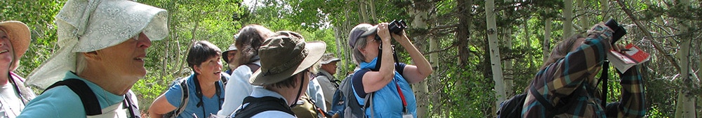 Lundy Canyon Bird Tour