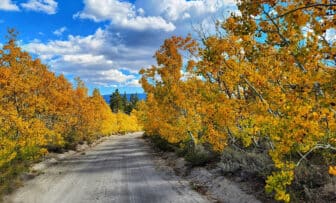 Fall colors starting in the Mono Basin