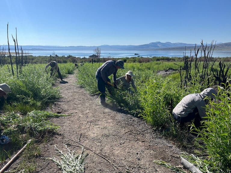 A collaborative success: Fire-damaged State Reserve boardwalk removed